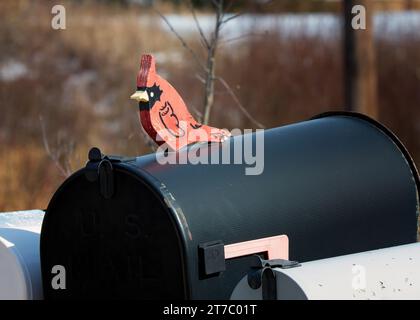 Funny photo of "Mail" Northern Cardinal (Cardinalis cardinalis) on top ...