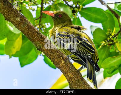 Green Oriole (Oriolus flavocinctus Stock Photo - Alamy