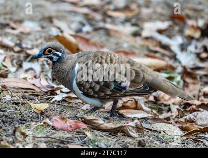 Squatter Pigeon Geophaps scripta Queensland Australia Stock Photo - Alamy