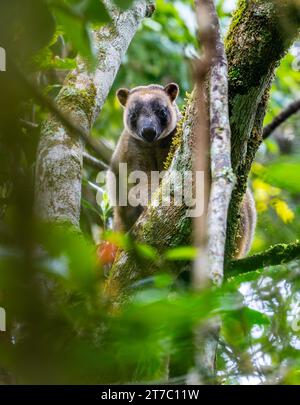 Lumholtz's tree-kangaroo (Dendrolagus lumholtzi) rests high in a tree ...