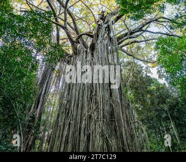 The Curtain Fig Tree, a massive Green Fig Tree (Ficus virens) in the ...