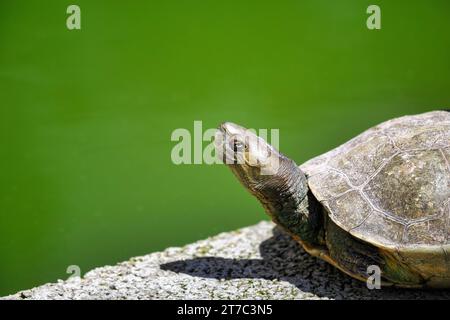 Turtle (Testudinata), captive, sunbathing at the pond, close-up ...