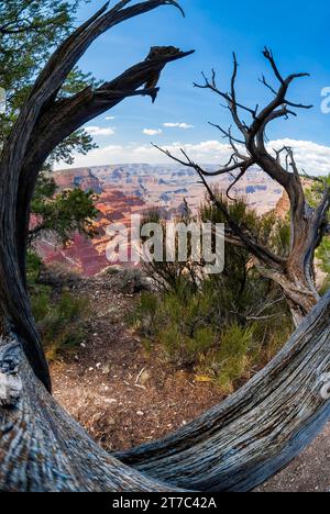 Tree, Hermits rest route, Grand Canyon National Park, South Rim ...