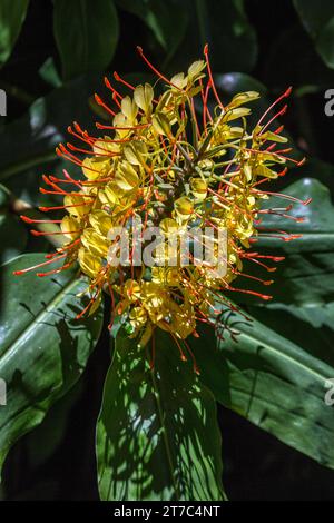 Kahili ginger (Hedychium gardnerianum), flower, Madeira, Portugal Stock ...