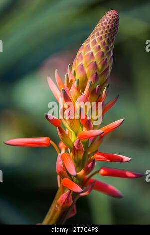 Flower of the rock aloe (Aloe arborescens), Madeira, Portugal Stock ...