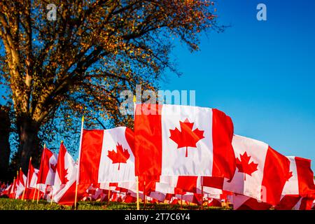 many Canadian flags waving on the ground, celebrating Remembrance Day ...