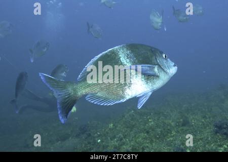 Bronze bream (Pachymetopon grande), dive site Aliwal Shoal, Umkomaas ...