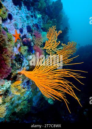 Orange flagellar sea fan (Eunicella albicans), False Bay dive site ...