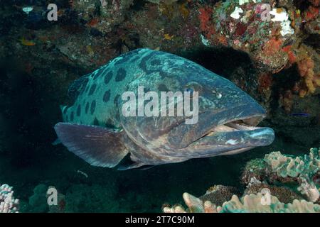 Potato grouper (Epinephelus tukula) with open mouth, solid blue ...