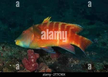 Natal tooth wrasse (Anchichoerops natalensis Stock Photo - Alamy