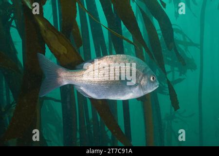 Kelp forest underwater in False Bay, Cape Town with dark seagrass ...