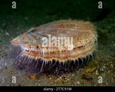 Scallop (Pecten maximus), underwater, dive site Renvyle, Co. Galway ...