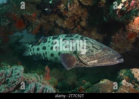 Potato grouper (Epinephelus tukula) with open mouth, solid blue ...