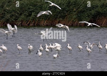 Spoonbill (Platalea leucorodia), resting troop of over 100 animals in a ...