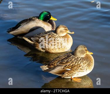 Male and female mallard ducks quacking but look as if they are laughing ...
