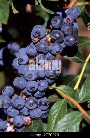 U-pick blueberries, Marion County, Oregon Stock Photo - Alamy