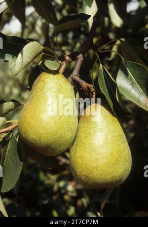 Oregon fruit orchard (Bartlett pear) in bright fall color with farm ...