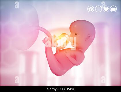 Fetus anatomy on medical background. 3d illustration Stock Photo - Alamy