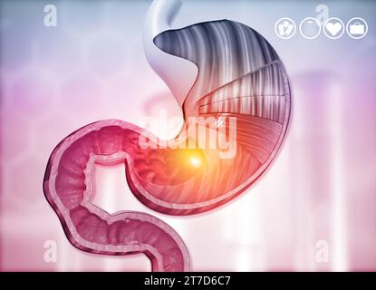 Cross section of human stomach diagram. 3d illustration Stock Photo - Alamy