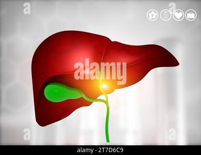 Human Liver Anatomy on medical background. 3d illustration Stock Photo ...