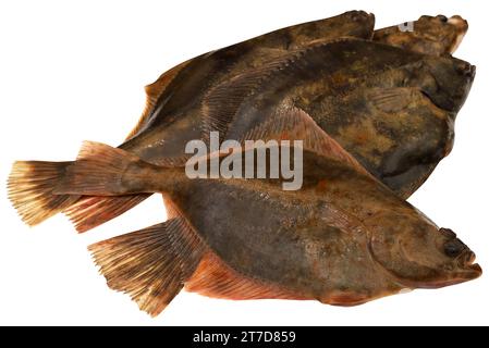 Flatfish caught from sea closeup and isolated Stock Photo - Alamy