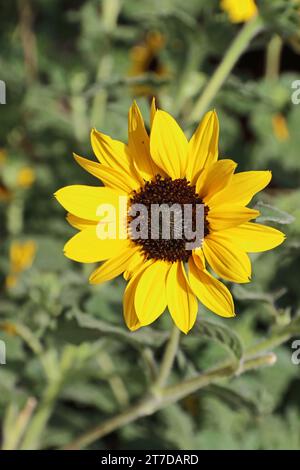 Flower of Helianthus "Sunfinity Stock Photo - Alamy