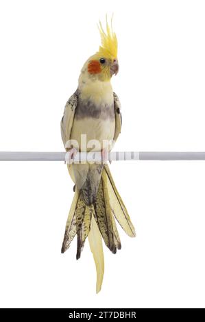 parrot corella isolated on white background Stock Photo - Alamy