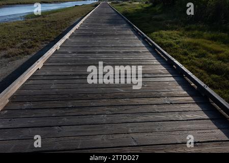 Boardwalk / Raised wooden walkway through marshland, Belgium ...