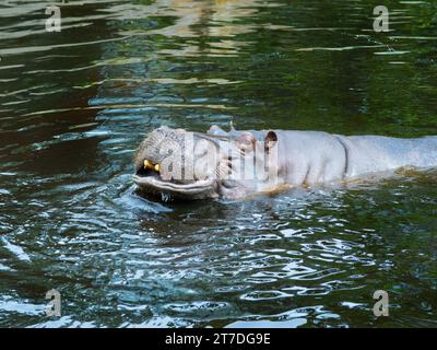 Hippo. Floating in the water a large animal living in Africa Stock ...