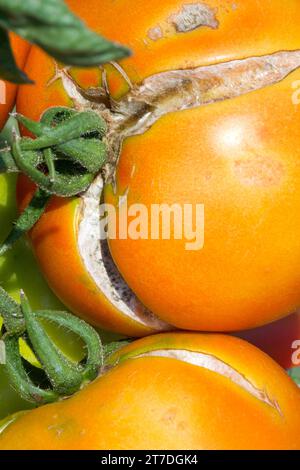 Fruit, Crack, Tomato, Solanum lycopersicum Stock Photo - Alamy
