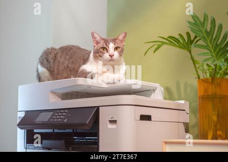 Tabby Cats sitting on a multifunction laser printer in home-office ...