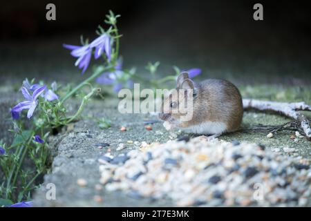 Wood Mouse enjoying bird seed, Harrogate Stock Photo - Alamy