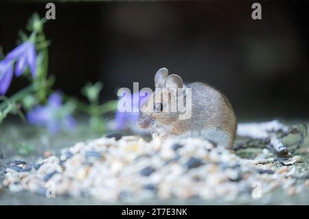 Wood Mouse enjoying bird seed, Harrogate Stock Photo - Alamy