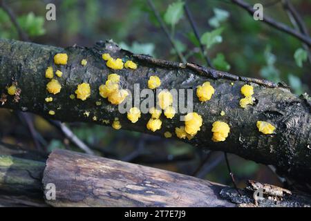 Dacrymyces lacrymalis, a jelly spot fungus from Finland, no common ...