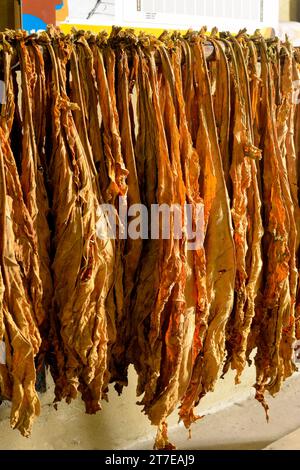Dried Tobacco Leaves. Tobacco Museum. San Giustino. Umbria. Italy Stock ...