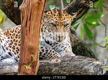 The Indochinese leopard (Panthera pardus delacouri) peeking out from ...
