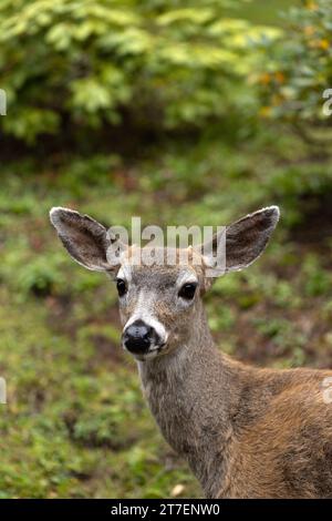 A young blacktail buck with tiny antlers Stock Photo - Alamy