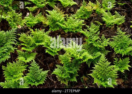 Cochinita or batatilla (Davallia canariensis) is a fern native to ...