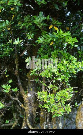 Small-leaved holly or acebino (Ilex canariensis) is a small tree ...