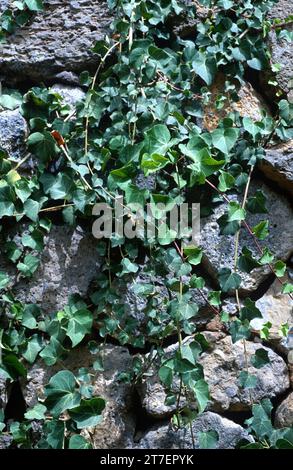 Canary ivy, Canarian ivy (Hedera canariensis, Hedera helix ssp ...