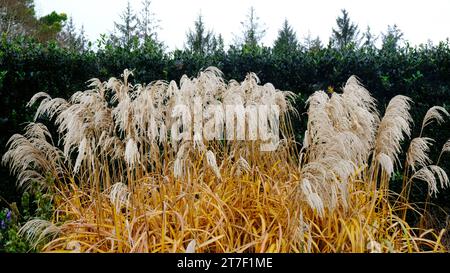 Autumnal seed heads of Miscanthus Sinensis "Maleportus" - John Gollop ...