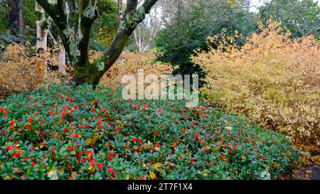 Autumn shrub border Cornus alba 'Spaethii', Cornus stolonifera ...