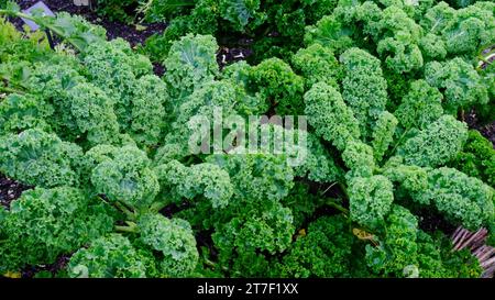 Curly Kale - John Gollop Stock Photo - Alamy