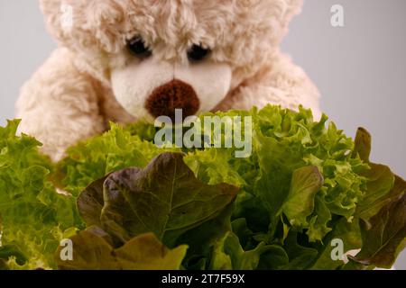 Teddy bear discovers the green salad, close up image Stock Photo - Alamy