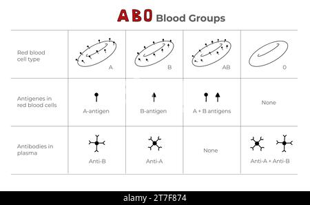ABO blood group system. Blood groups with anitigens and antibodies ...