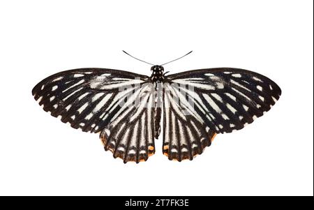 A macro of a common mime butterfly on a jungle geranium Stock Photo - Alamy