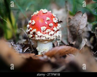 The fly agaric is a symbol of autumn and a popular photographic subject ...