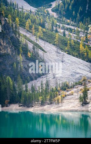Autumn trees on mountain slope Stock Photo - Alamy
