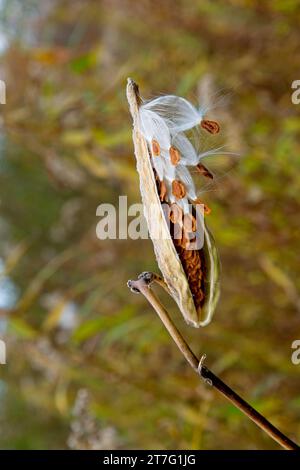 Milkweed seed pod exploding with fluffy white floss in woodlands Stock ...