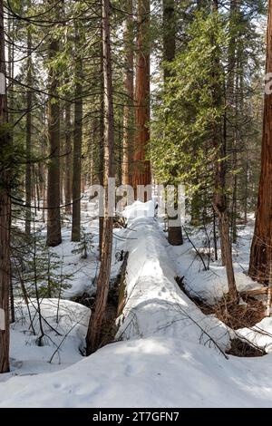 Snow covered trail crosses fallen redwood tree across a stream in a ...